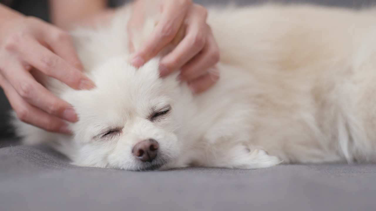 What is Holistic Pet Treatment? – Pet Shield Insurance