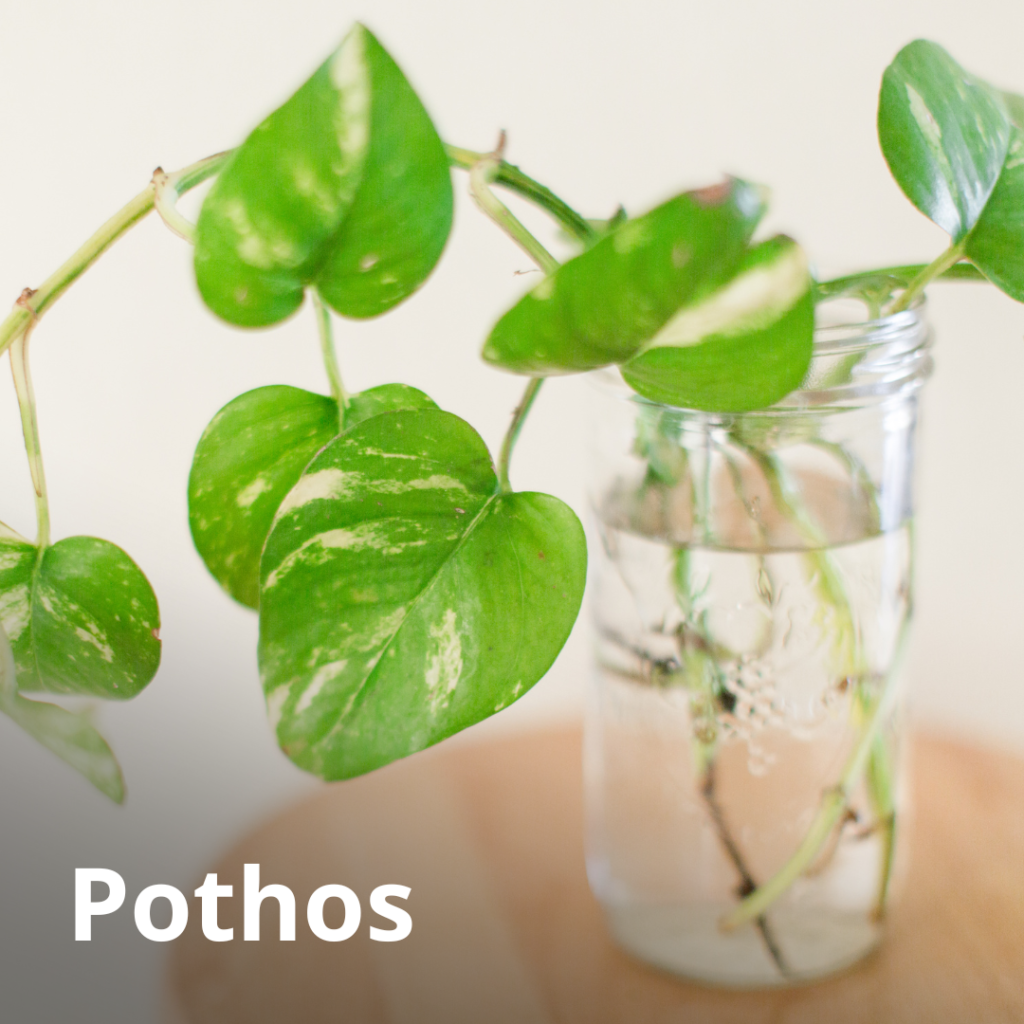 Are These Common Houseplants Pet Safe? – Pet Shield Insurance