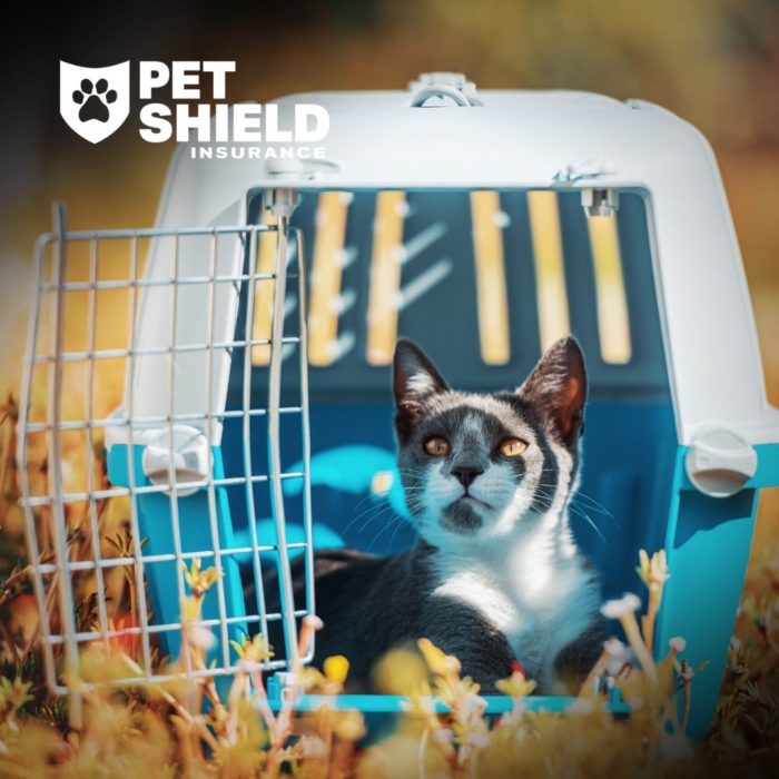 5 Key Things to Consider When Buying a Pet Carrier – Pet Shield Insurance
